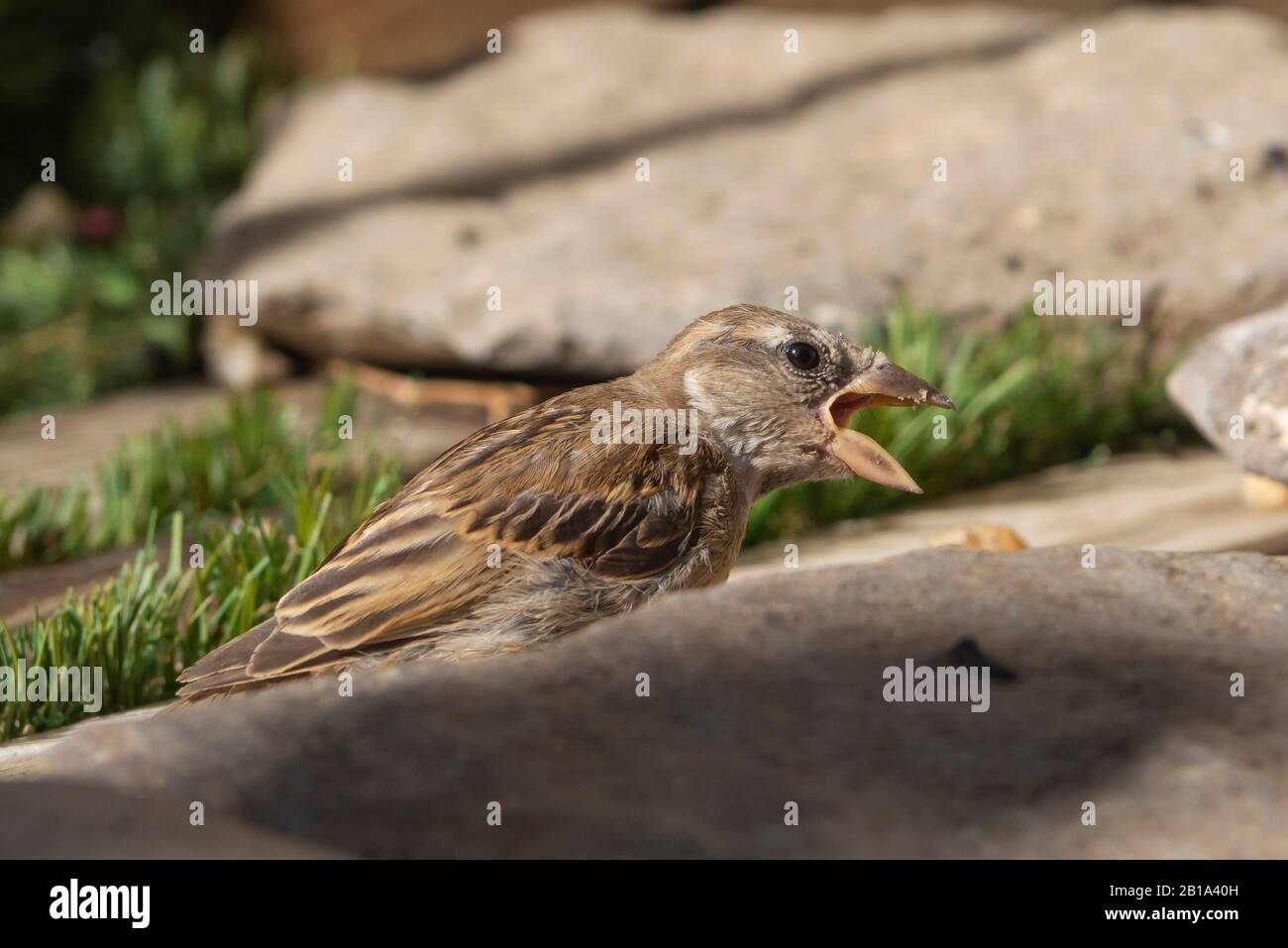 sparrow breeding with the beak open Stock Photo - Alamy