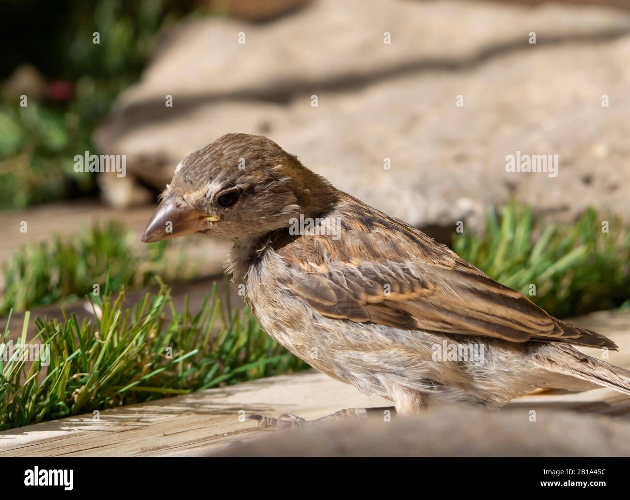 Anemia baby hi-res stock photography and images - Alamy