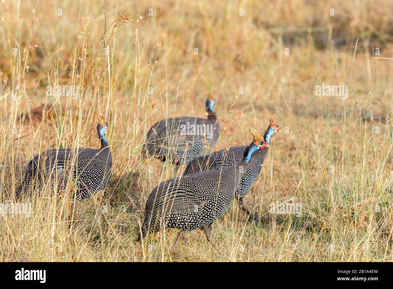 Flock of guineafowl hi-res stock photography and images - Alamy