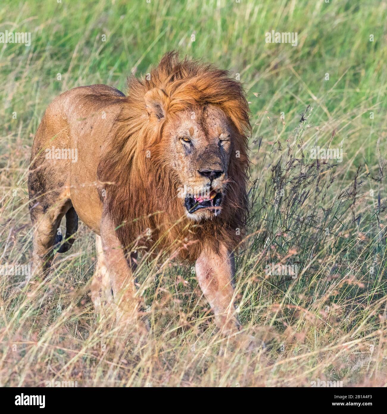 Lion looking forward hi-res stock photography and images - Alamy