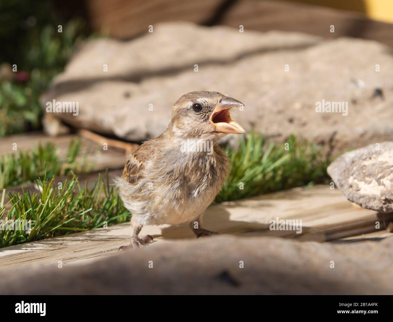 sparrow breeding calling his mother Stock Photo - Alamy