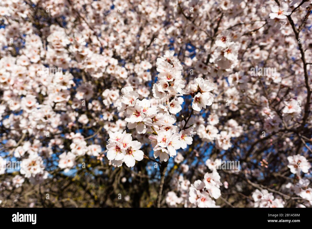 Explosion in the almond tree blossoms announcing the proximity of ...