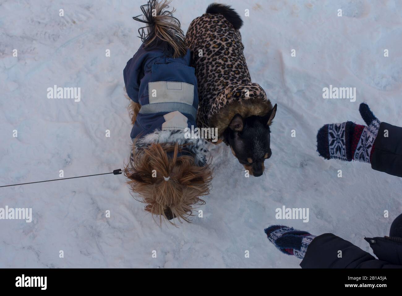 Yorkshire terrier mini toy hi-res stock photography and images - Alamy