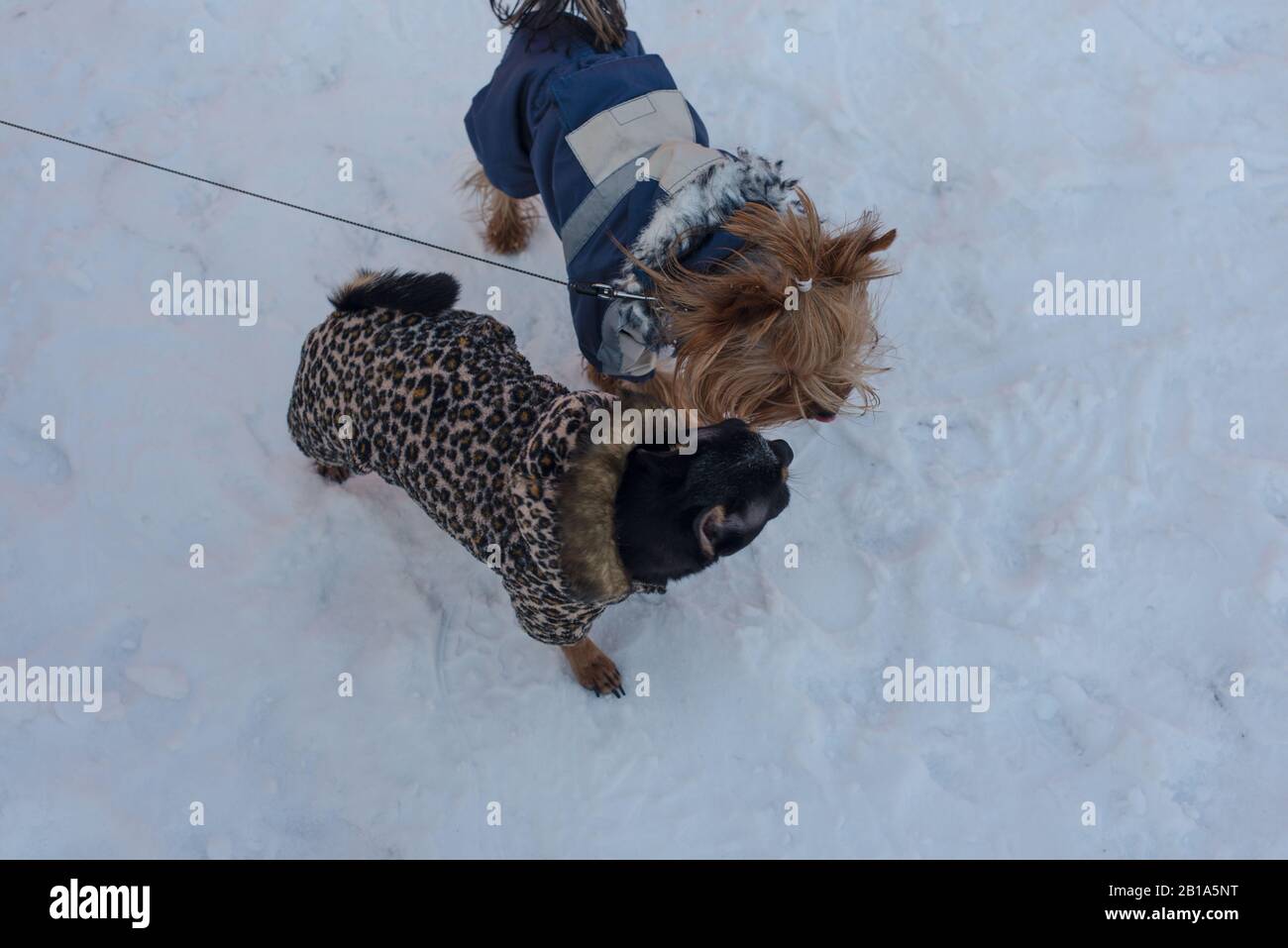 Yorkie chihuahua hi-res stock photography and images - Alamy