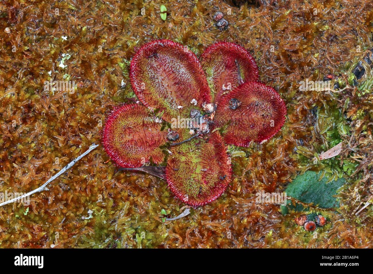 Drosera collina hi-res stock photography and images - Alamy