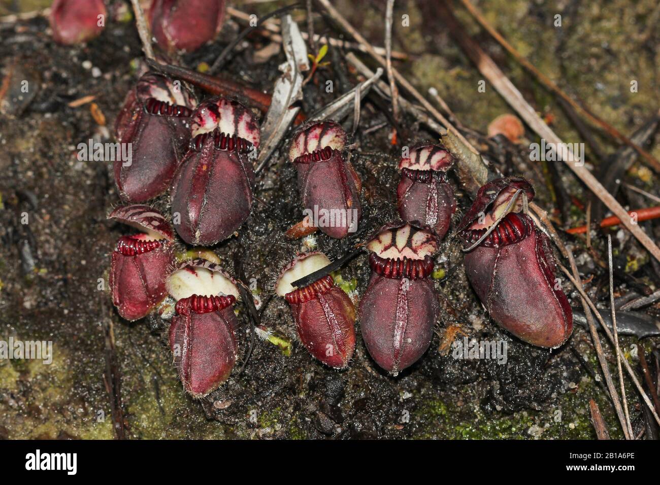 Cephalotus follicularis at Coalmine Beach, Western Australia Stock ...