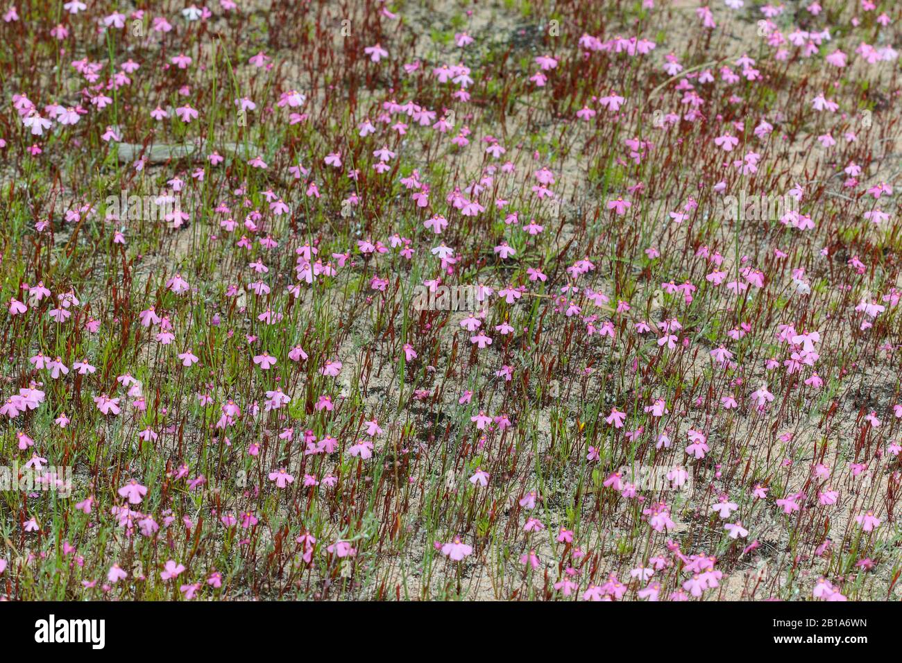 Carnivorous bladderwort australia hi-res stock photography and images ...