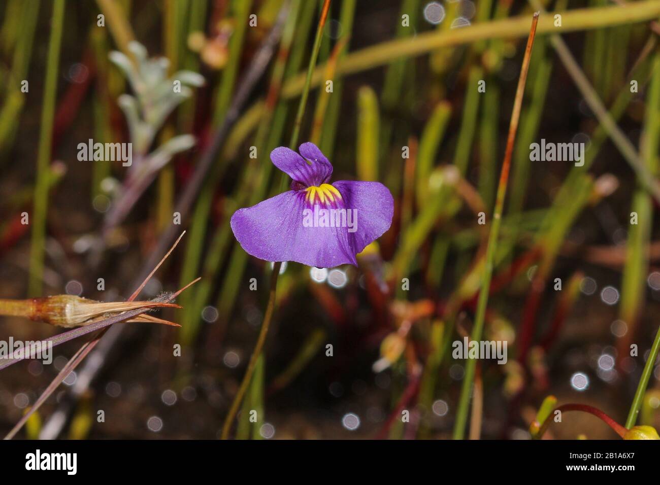 Utricularia inaequalis hi-res stock photography and images - Alamy