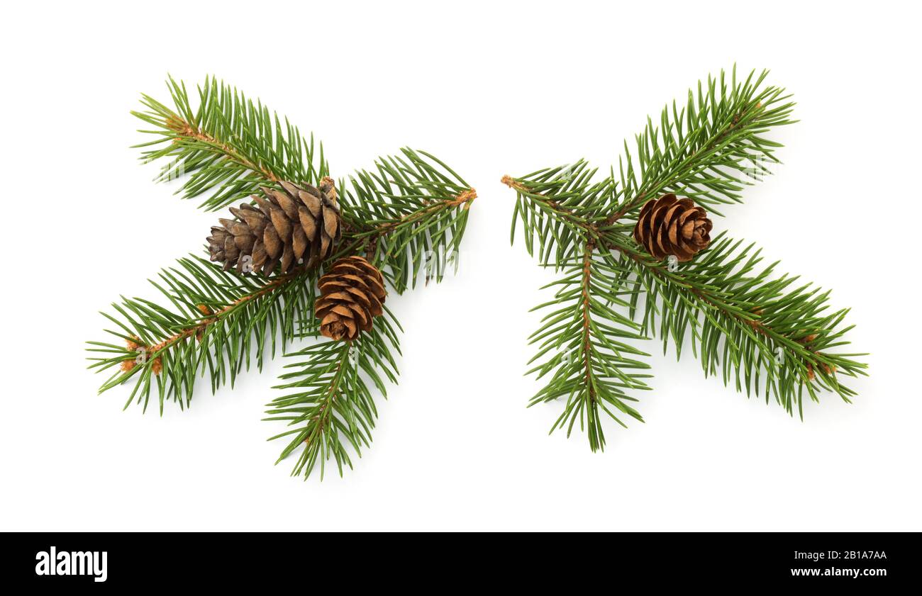 Close up branches christmas tree Cut Out Stock Images & Pictures - Alamy