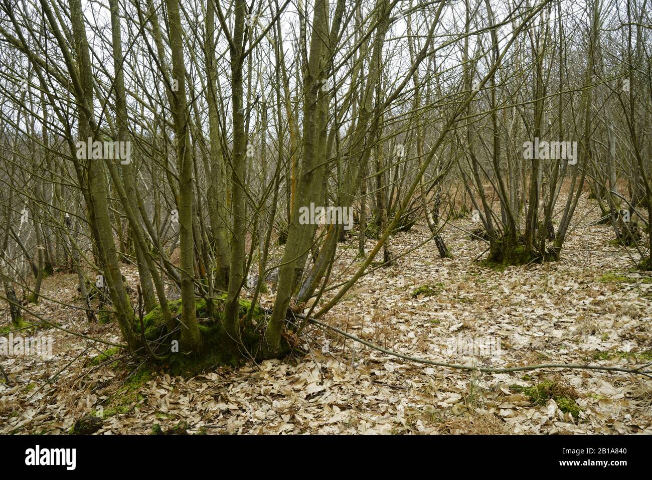 Coppiced Chestnut trees in Sussex UK Stock Photo - Alamy