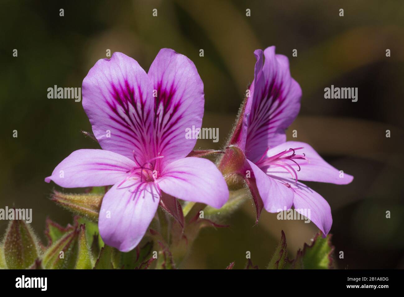 Botany geraniaceae pelargonium hi-res stock photography and images - Alamy