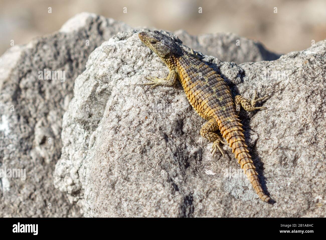Lizard of western cape hi-res stock photography and images - Alamy