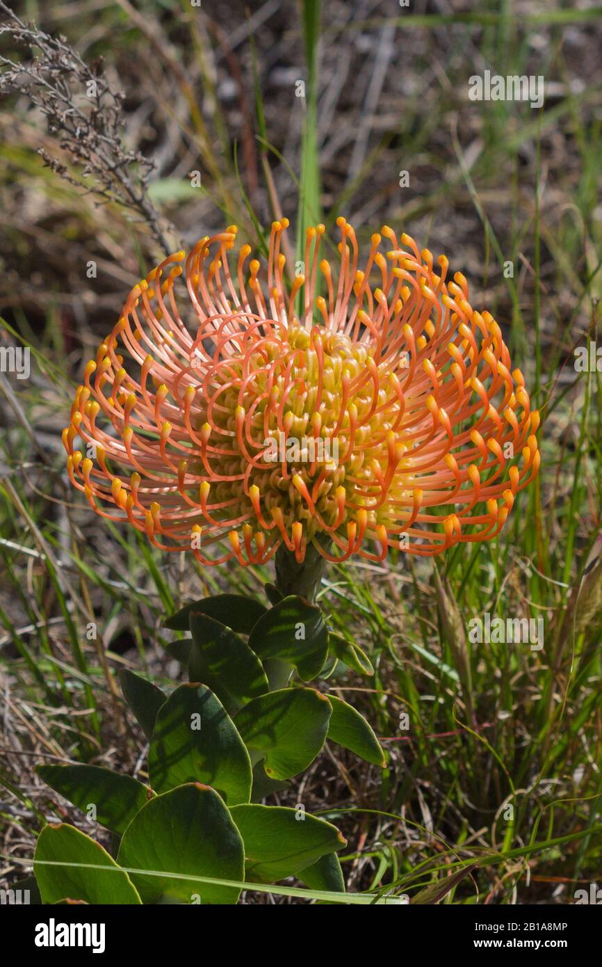 Hermanus and flowers hi-res stock photography and images - Alamy