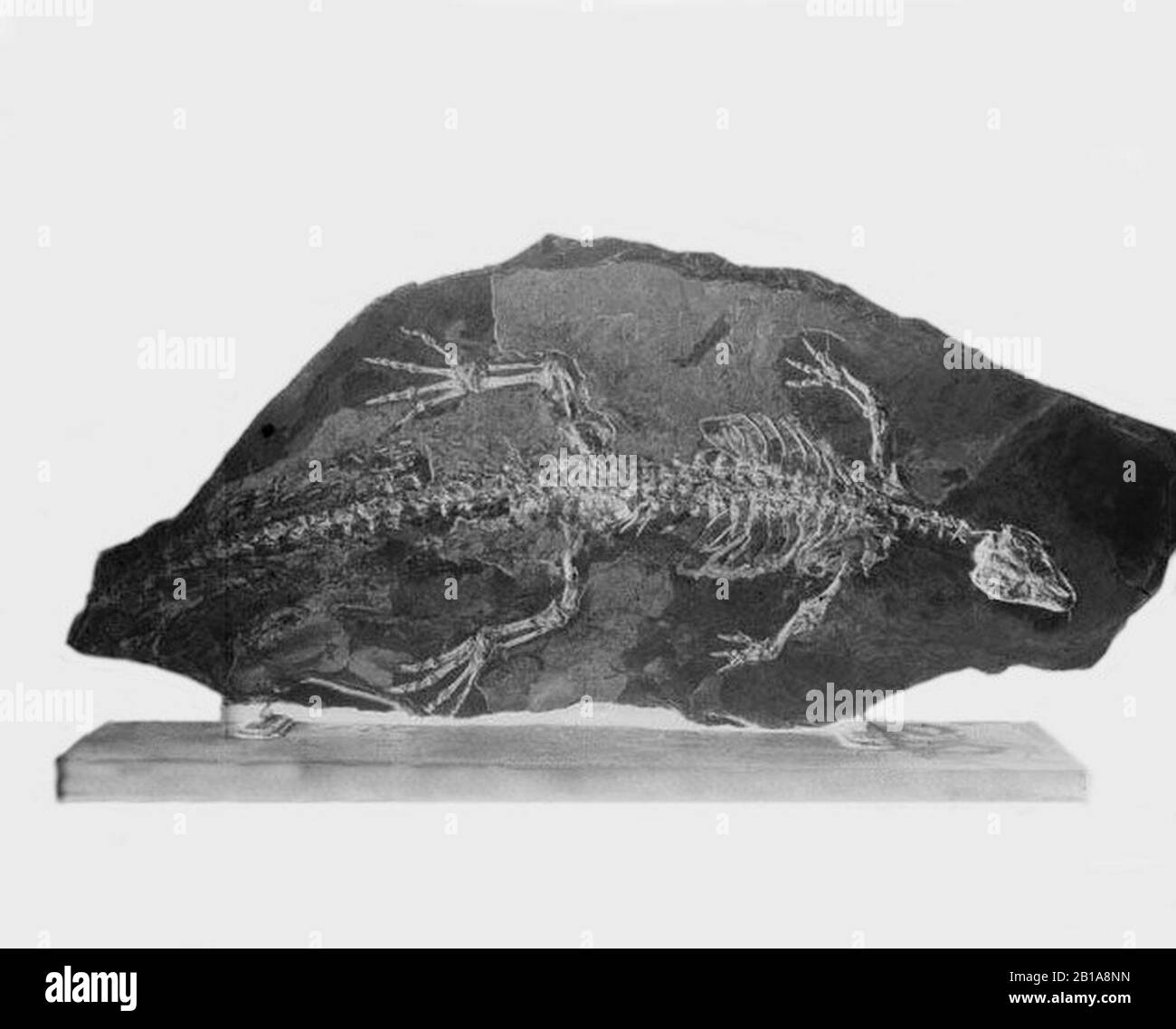 Vertebrat hi-res stock photography and images - Alamy