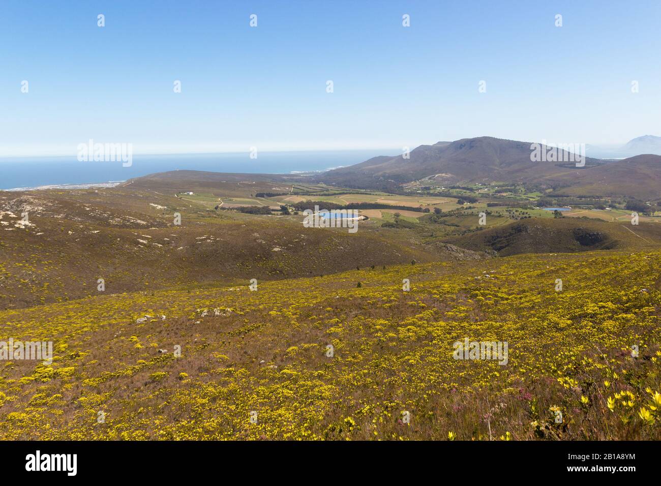 Fynbos hi-res stock photography and images - Alamy