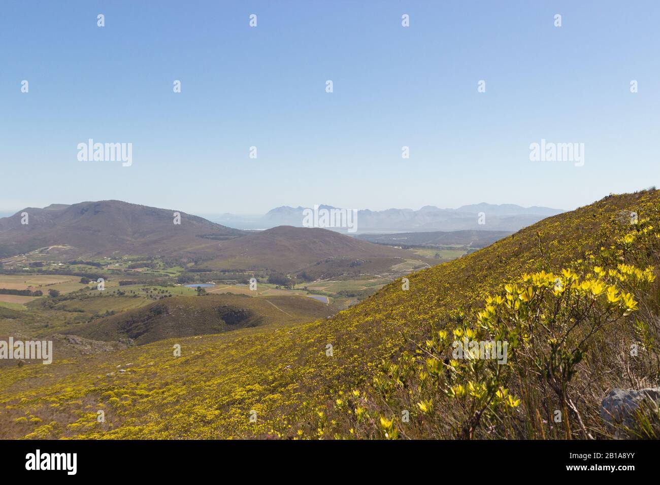 Fynbos hi-res stock photography and images - Alamy