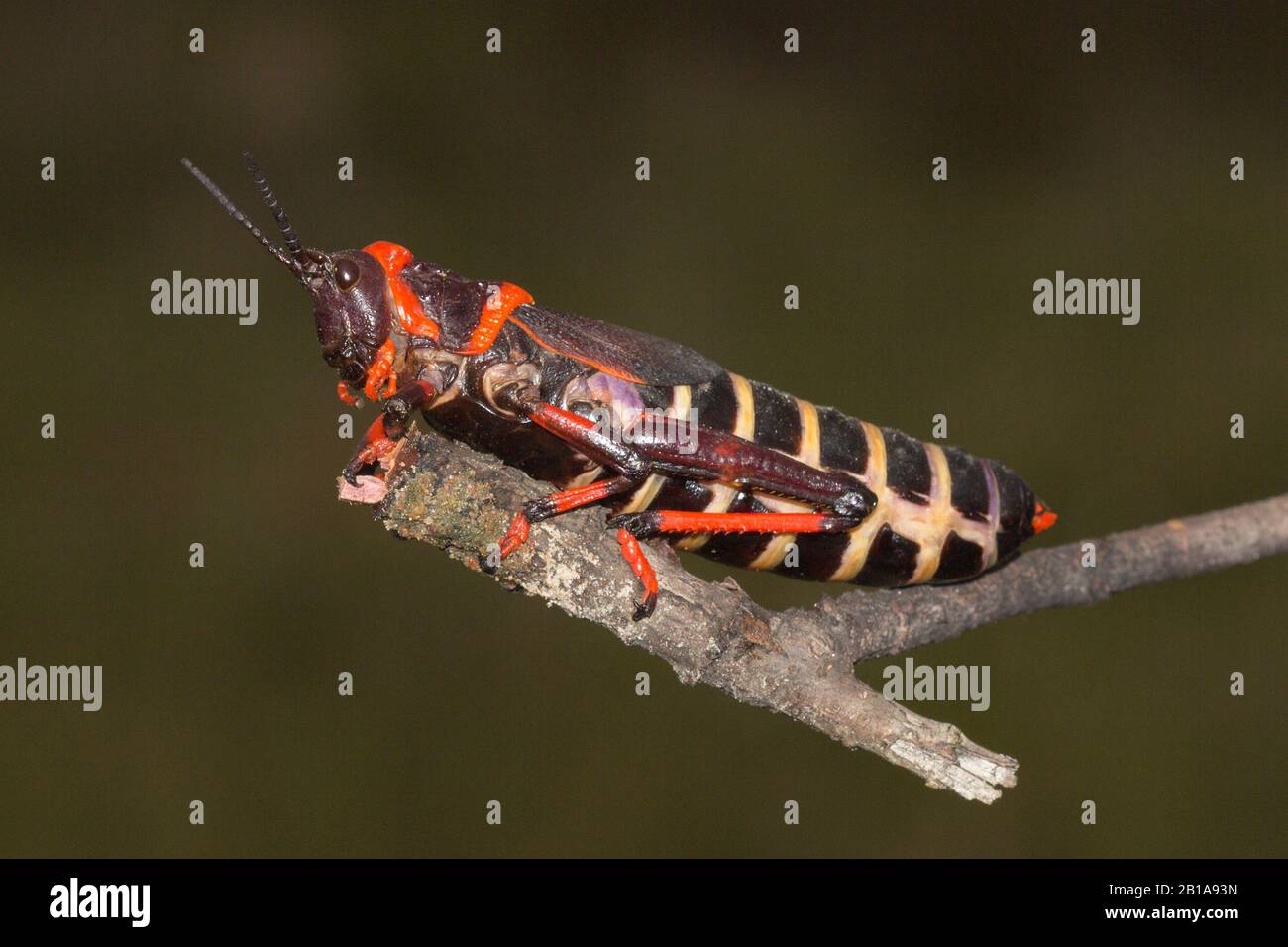 South african grasshopper hi-res stock photography and images - Alamy
