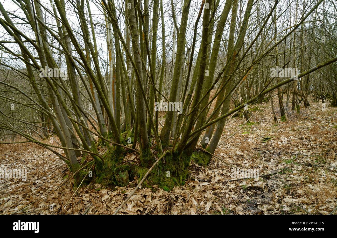 Sweet chestnut coppiced woodland in Sussex Stock Photo - Alamy
