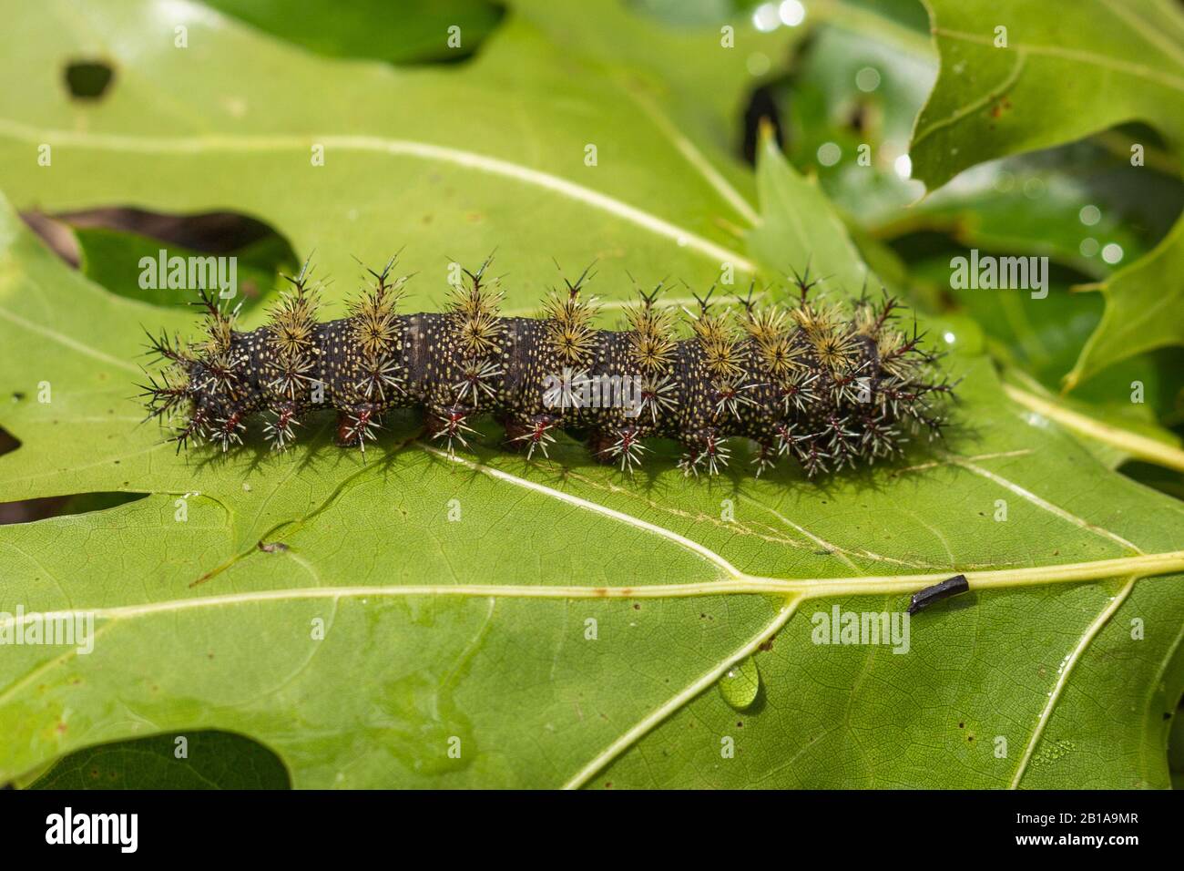 Caterpillar of the Eastern buckmoth (Hemileuca maia) in Virginia Stock ...