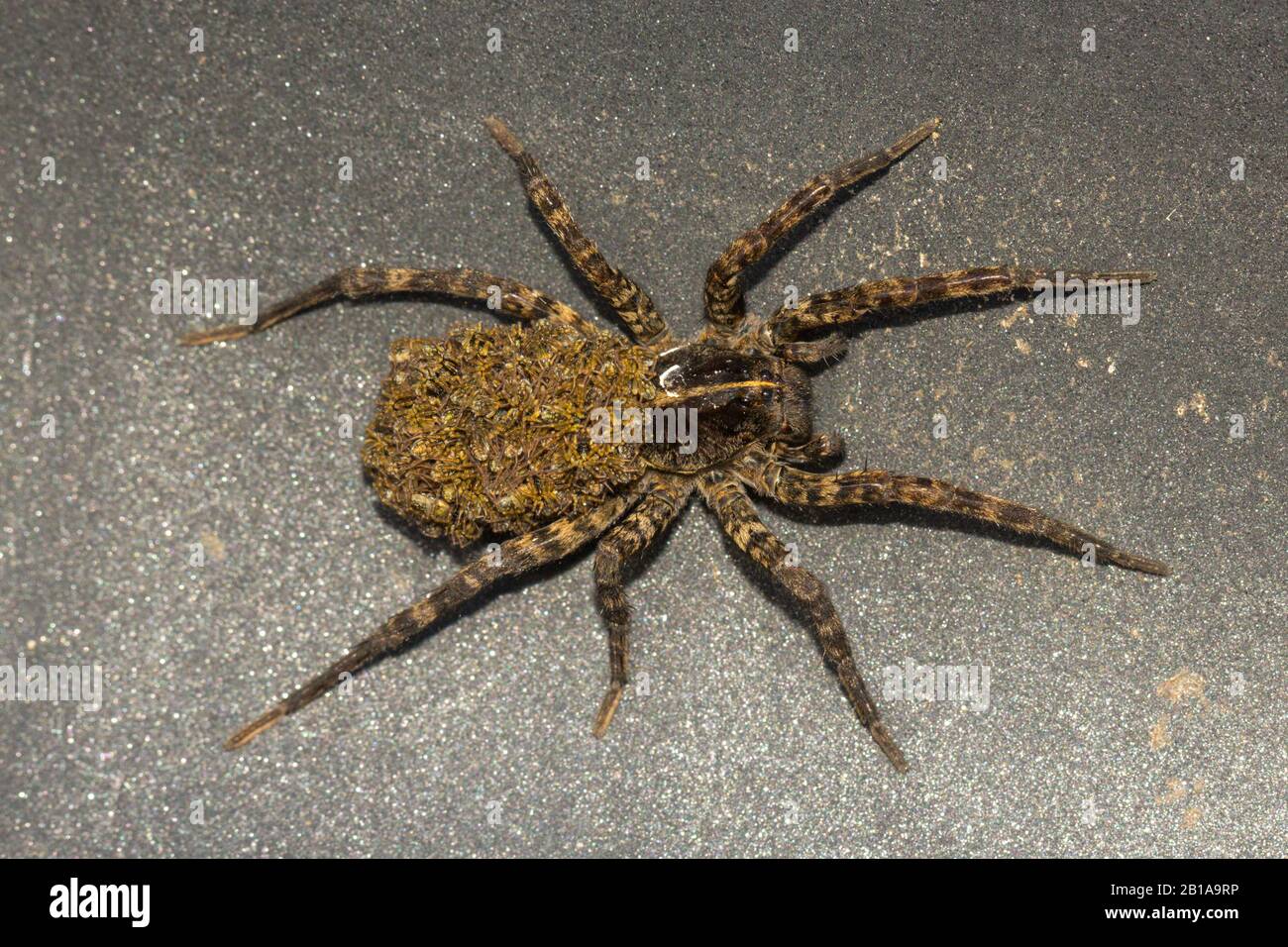 Wolf Spider in Virginia Stock Photo - Alamy