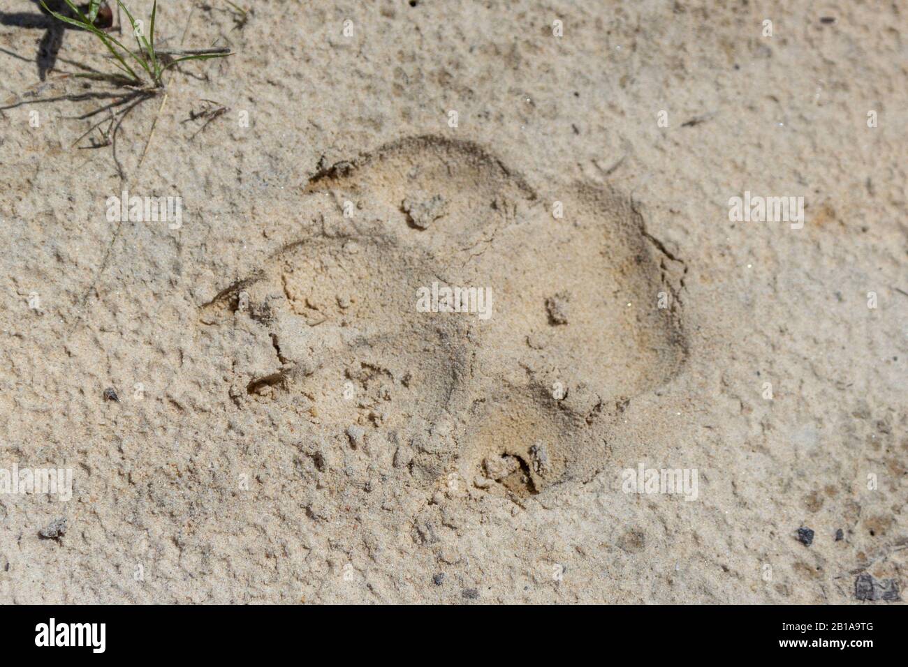 Bear foot hi-res stock photography and images - Alamy