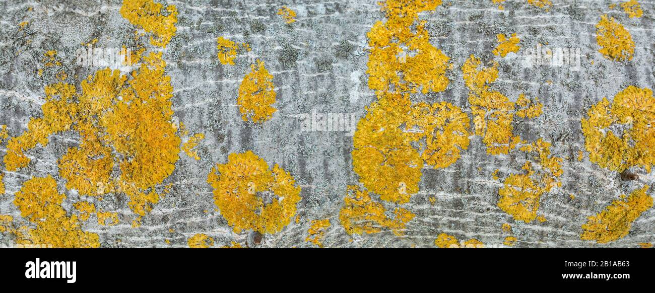 Surface of a tree trunk with yellow lichen Stock Photo - Alamy