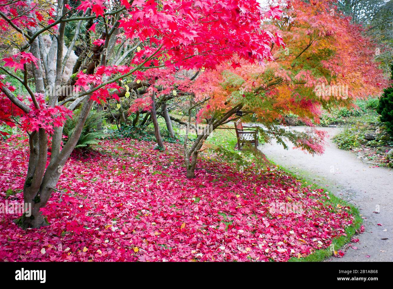 A beautiful woodland scene in an English public garden showing maple ...