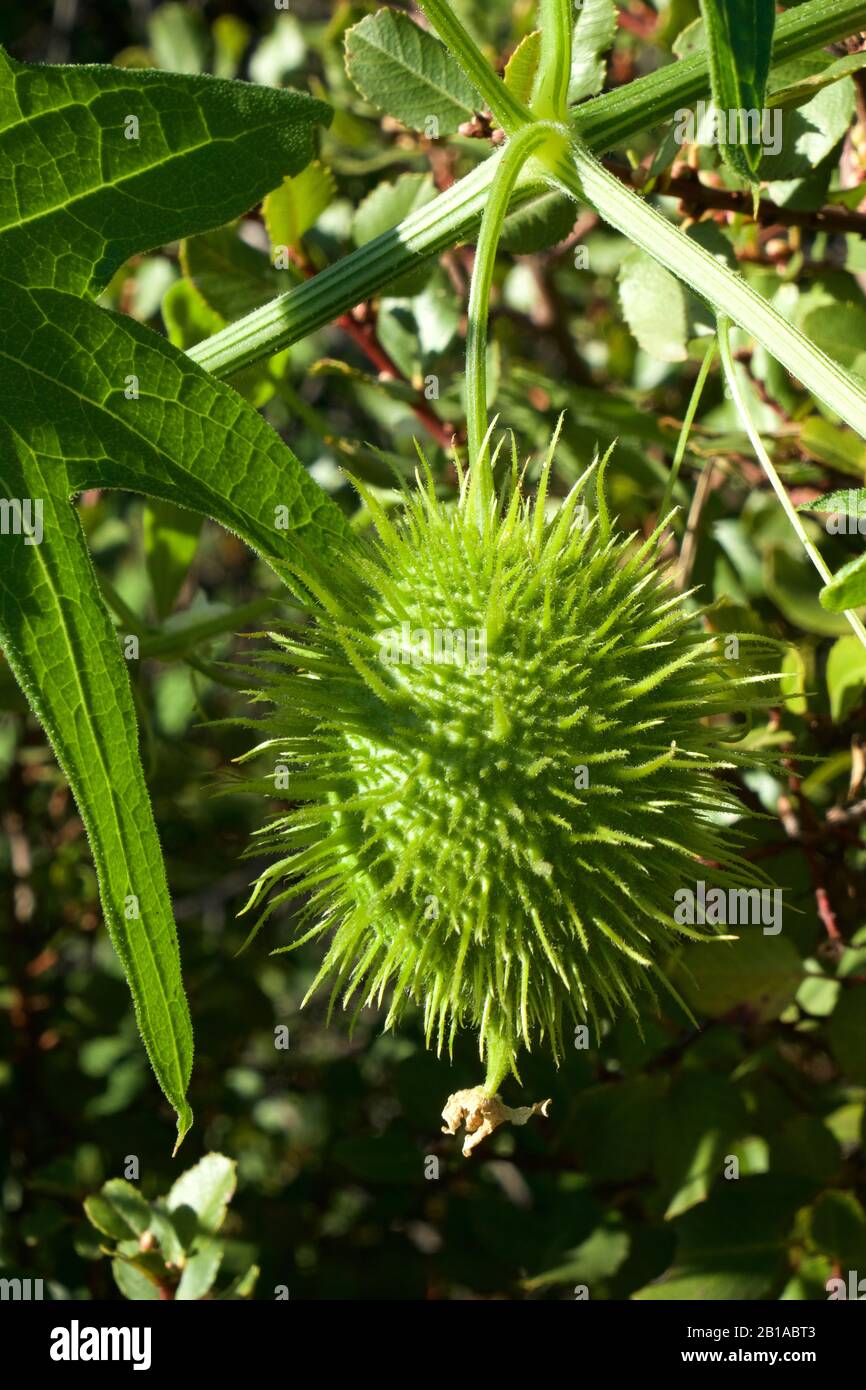 Manroot plant hi-res stock photography and images - Alamy