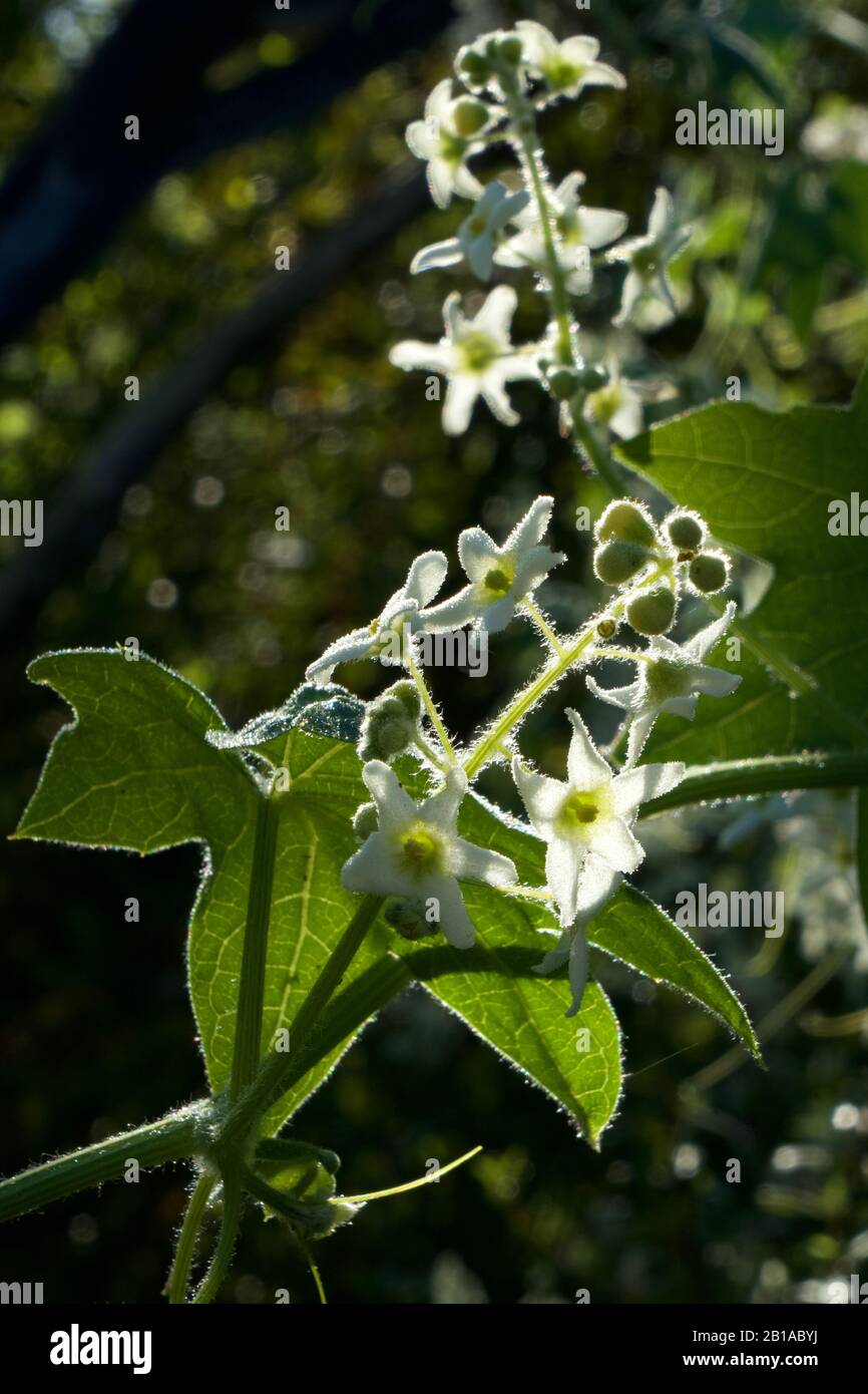 Manroot plant hi-res stock photography and images - Alamy