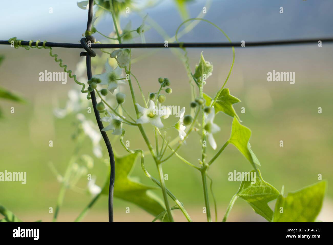 Manroot plant hi-res stock photography and images - Alamy