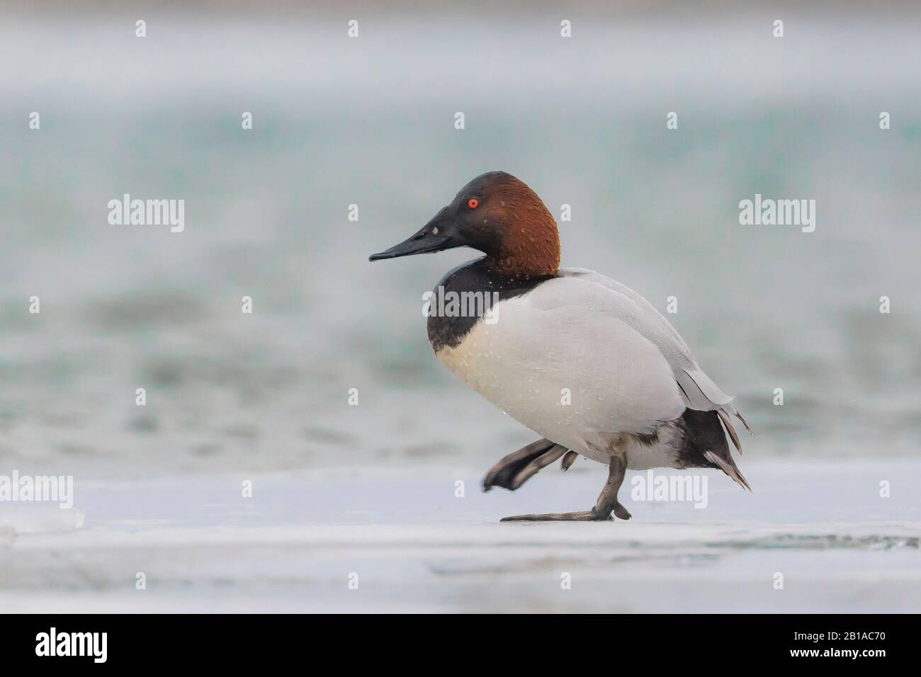 Canvasback, Aythya valisineria, on ice at edge of Lake St. Clair, part ...