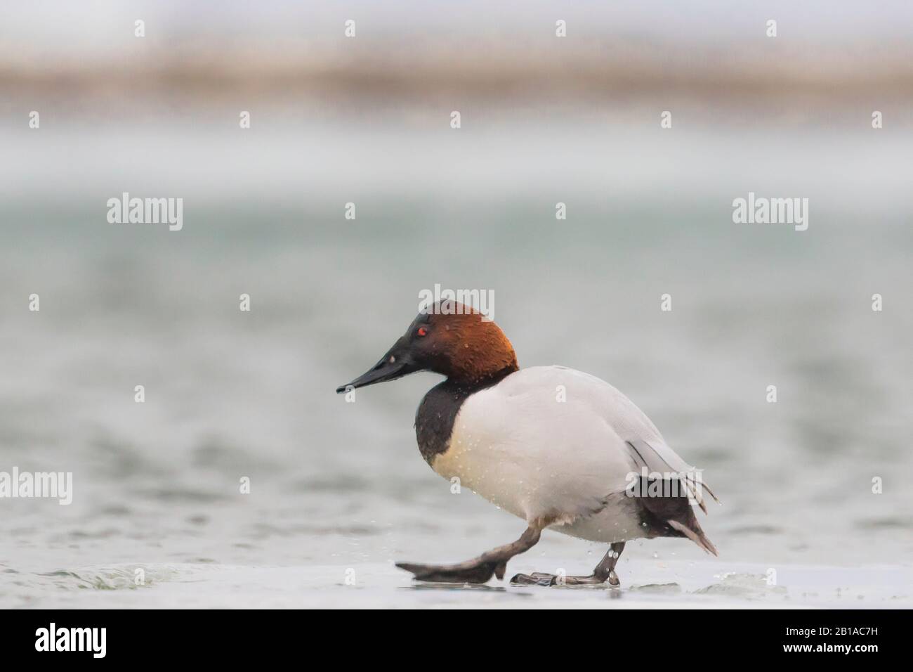 Canvasback, Aythya valisineria, on ice at edge of Lake St. Clair, part ...