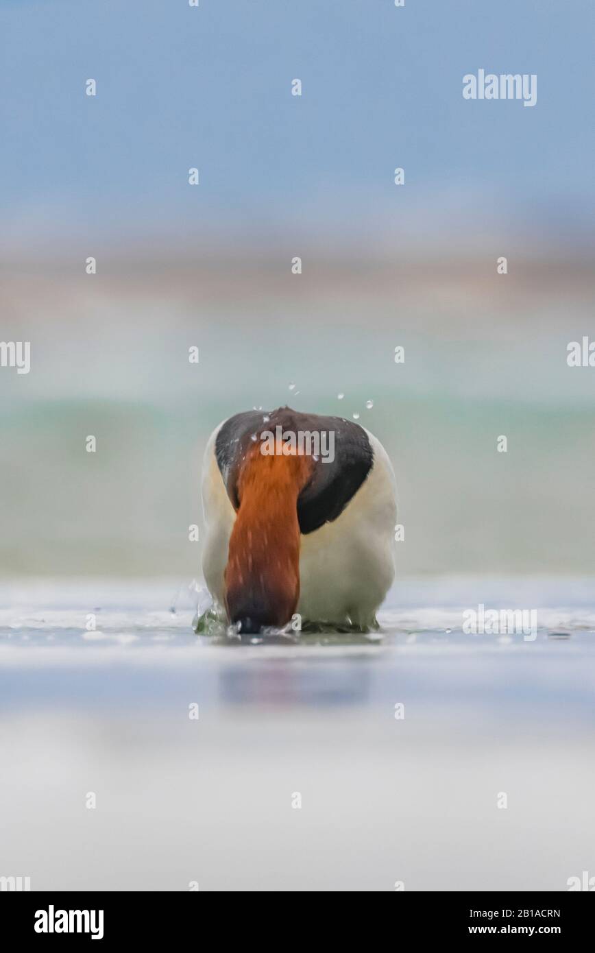 Canvasback, Aythya valisineria, on Lake St. Clair, part of the Great ...