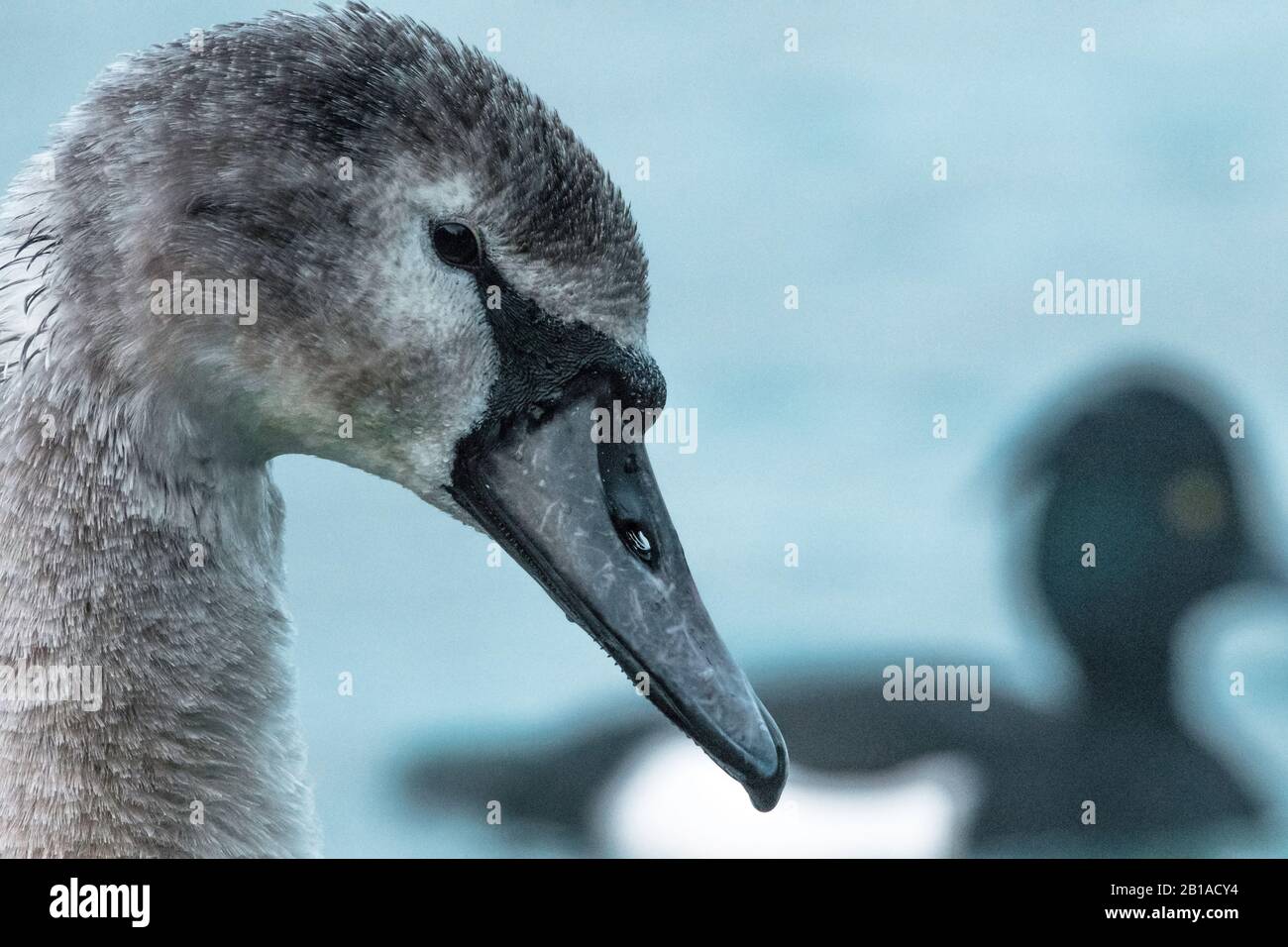 Close up goose face Stock Photo - Alamy