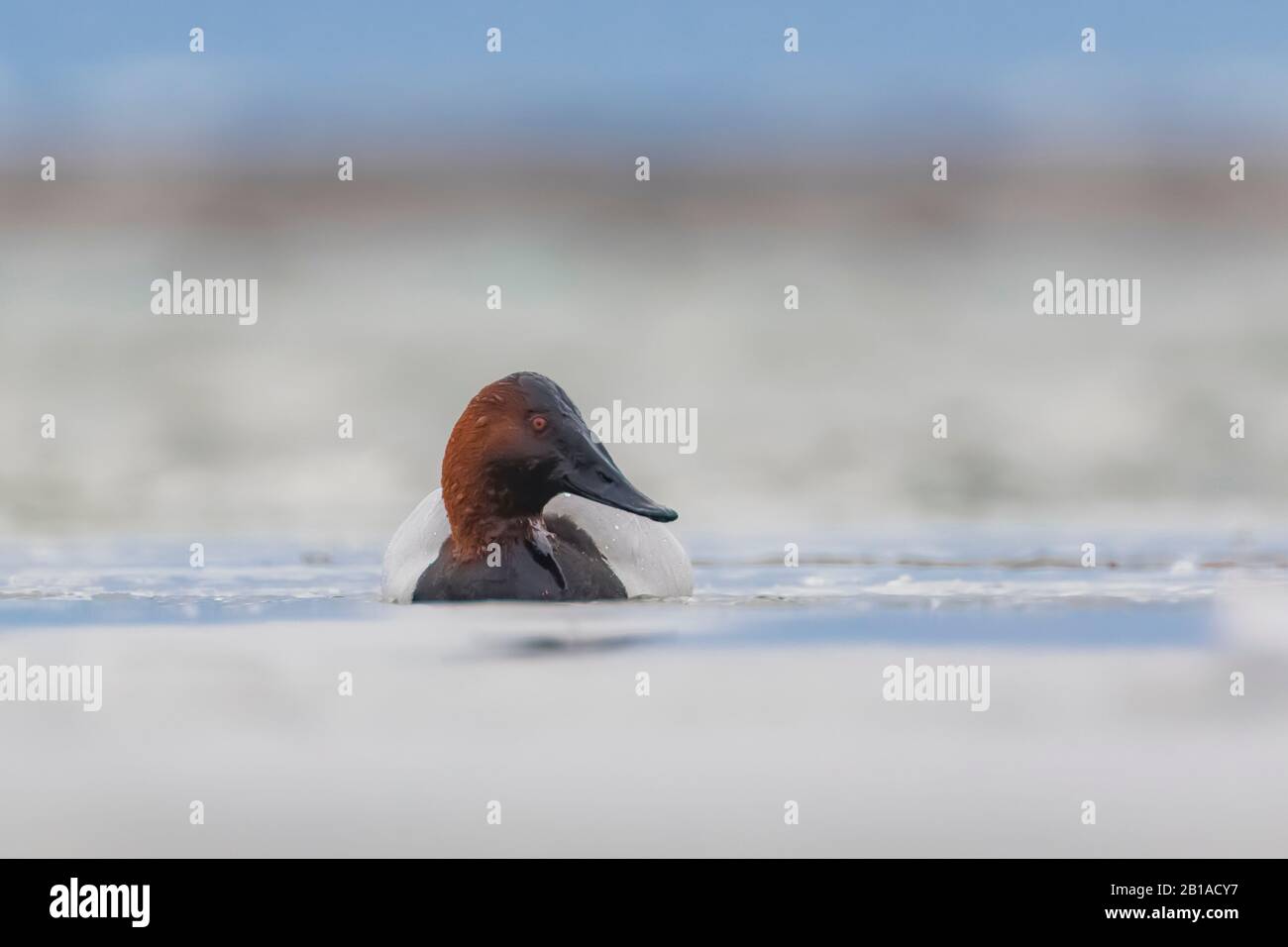 Canvasback, Aythya valisineria, on Lake St. Clair, part of the Great ...