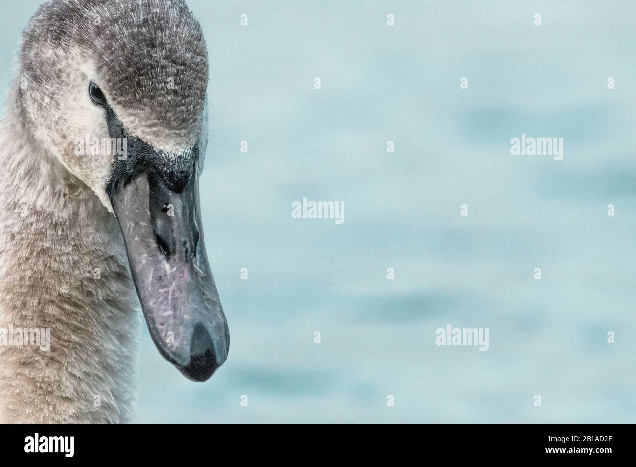 Close up goose face Stock Photo - Alamy