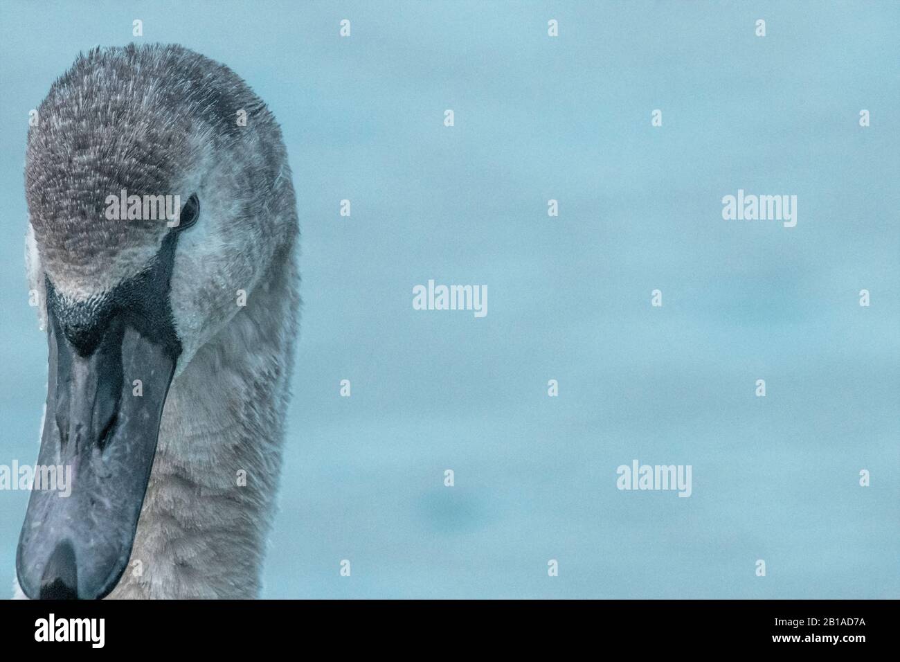 Close up goose face Stock Photo - Alamy