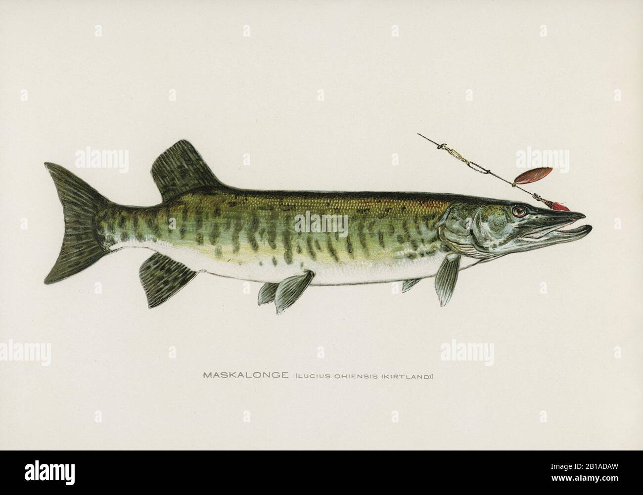 A vintage illustration of a species of fish Stock Photo - Alamy