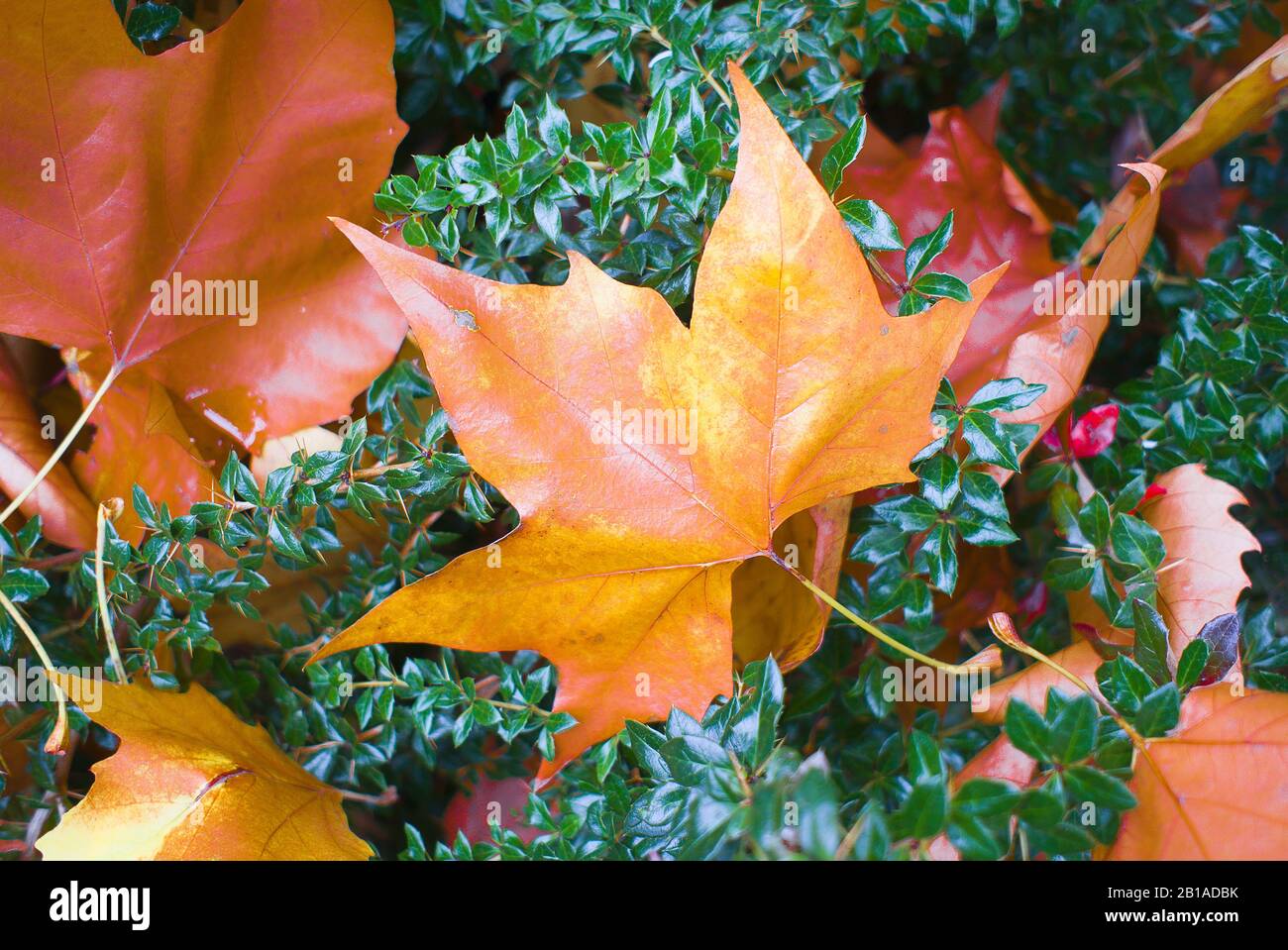 English maple hi-res stock photography and images - Alamy