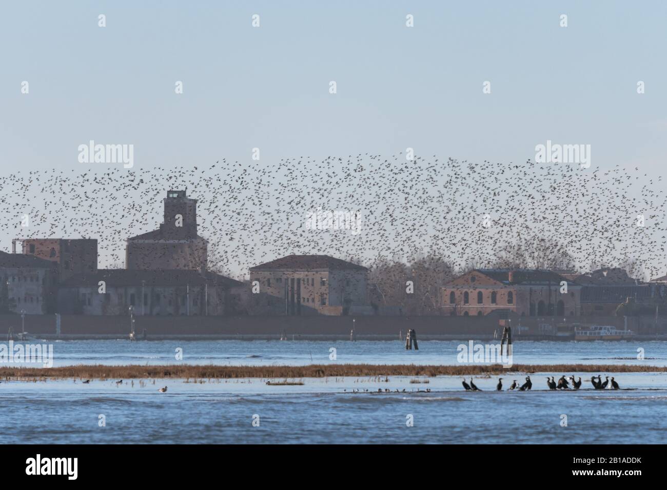 Birds in the lagoon of venice hi-res stock photography and images - Alamy