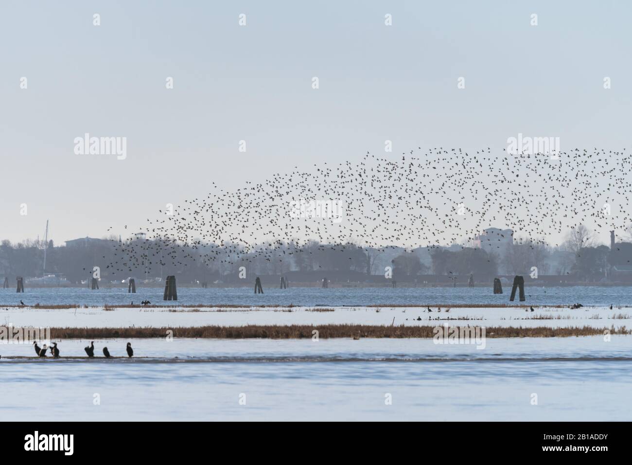 Birds in the lagoon of venice hi-res stock photography and images - Alamy