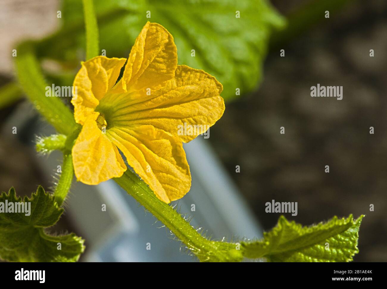yellow flower of melon detail, macro Stock Photo - Alamy