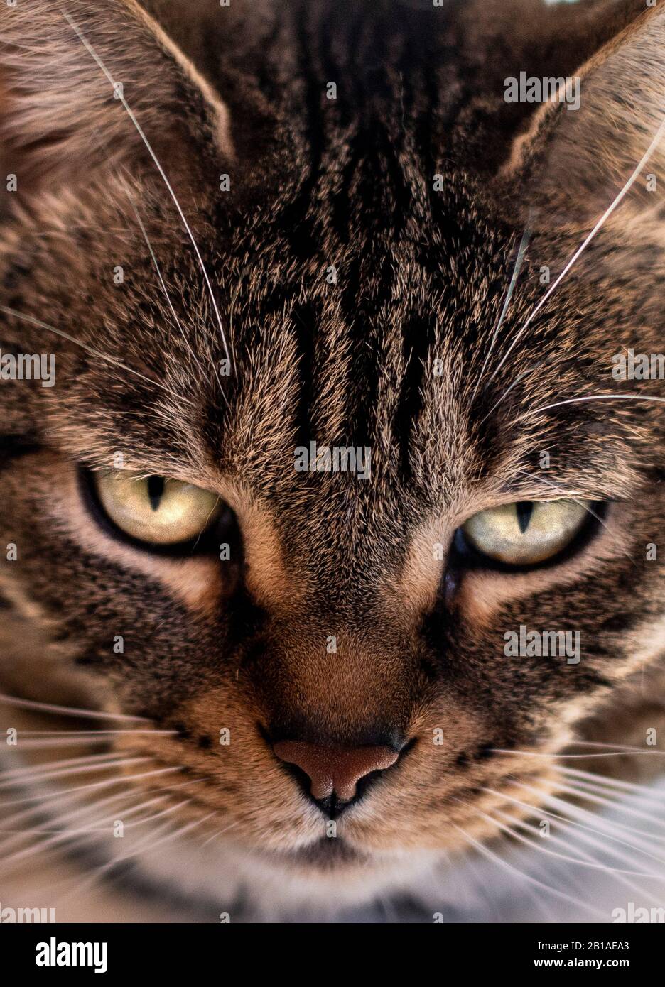 Angry loo hi-res stock photography and images - Alamy