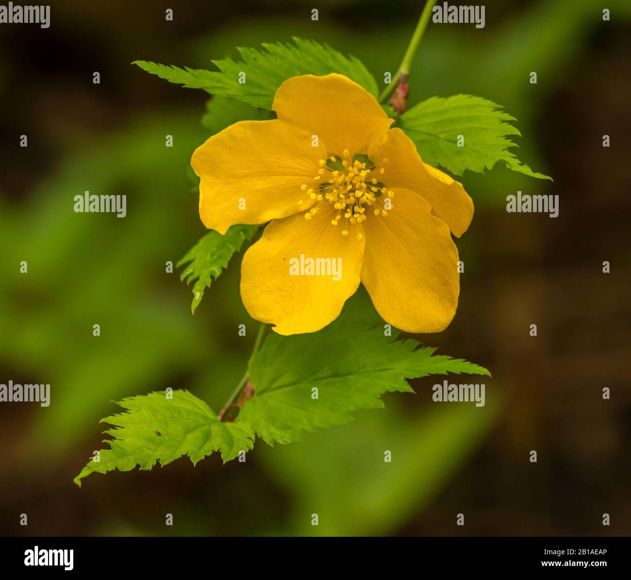 Miracle marigold hi-res stock photography and images - Alamy