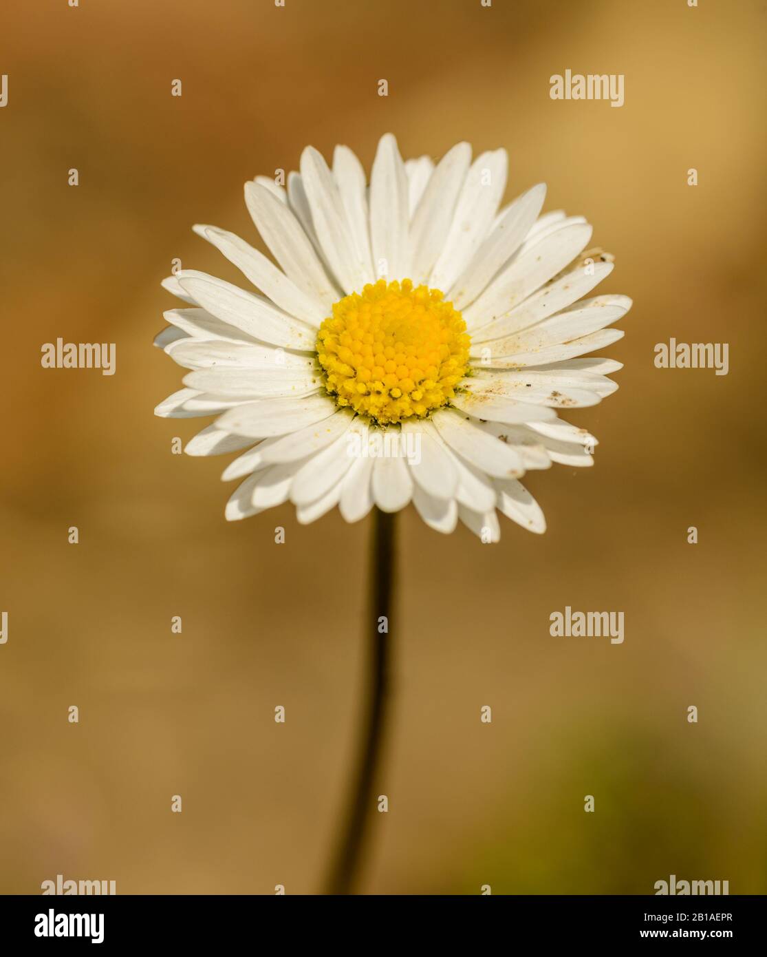 single white common lawn daisy (Bellis perennis) flower detail, macro ...