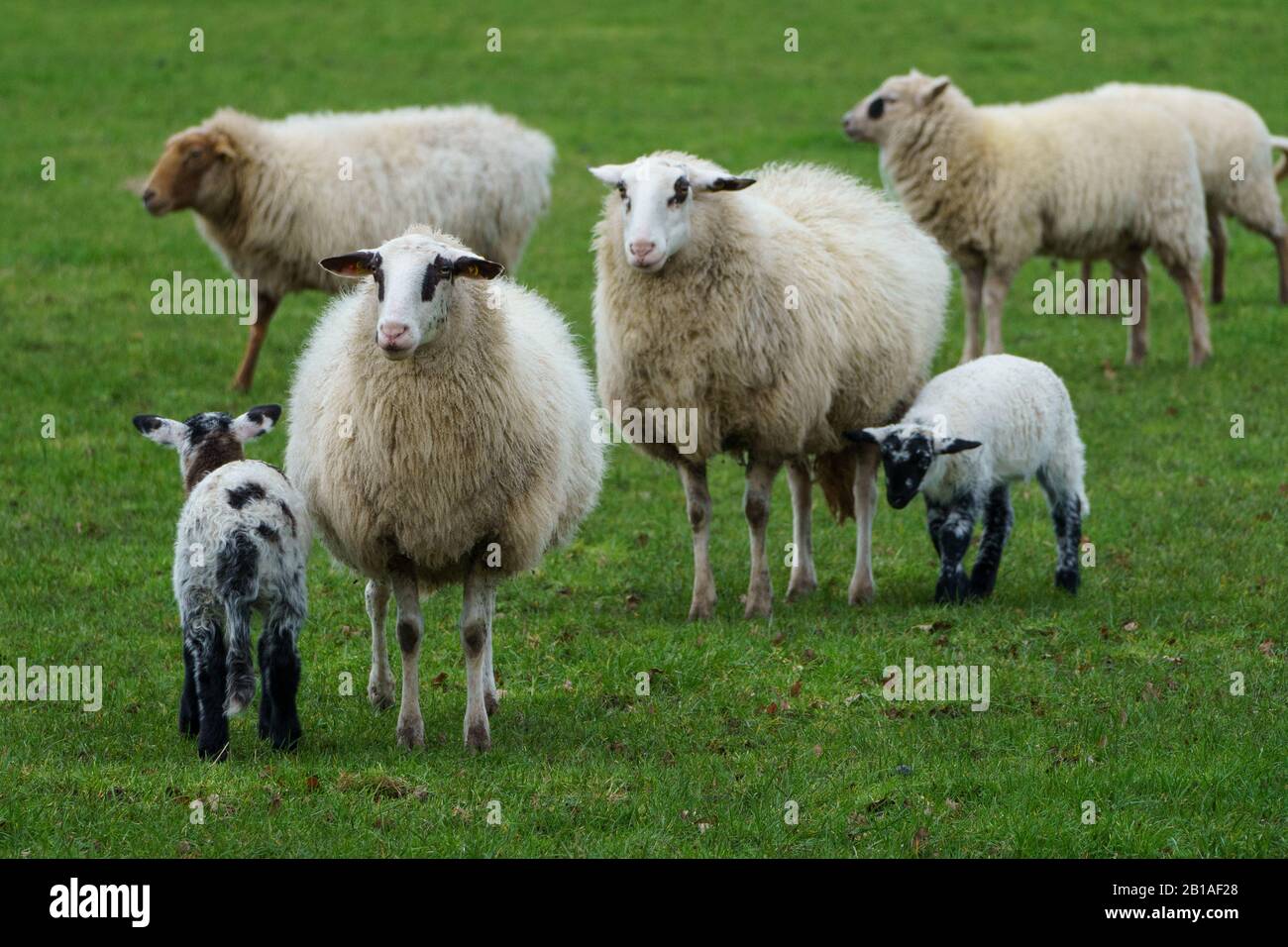 many sheeps in germany Stock Photo - Alamy