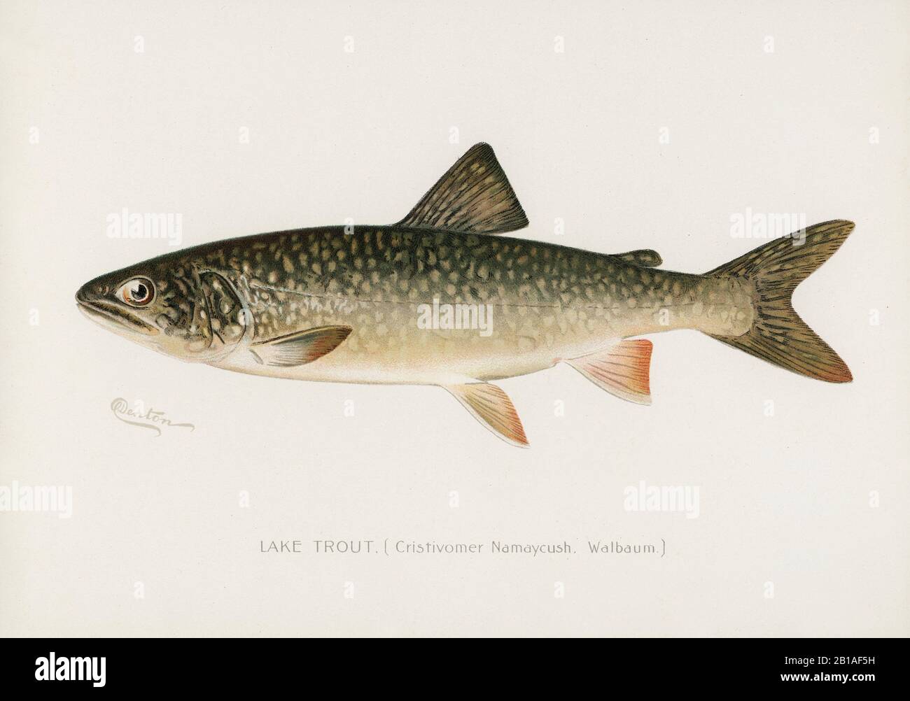 A vintage illustration of a species of fish Stock Photo - Alamy