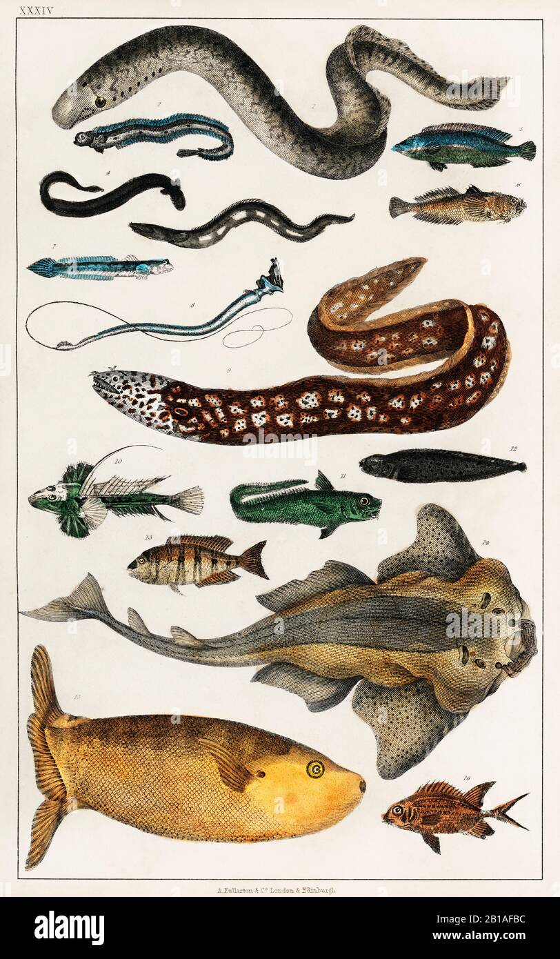 A vintage illustration of a species of fish Stock Photo - Alamy