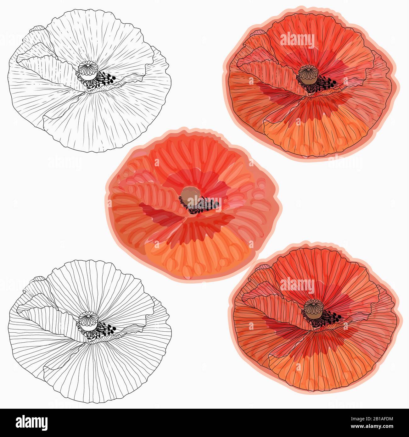 Ink, pencil, watercolor poppy flower sketch. Hand drawn nature painting ...