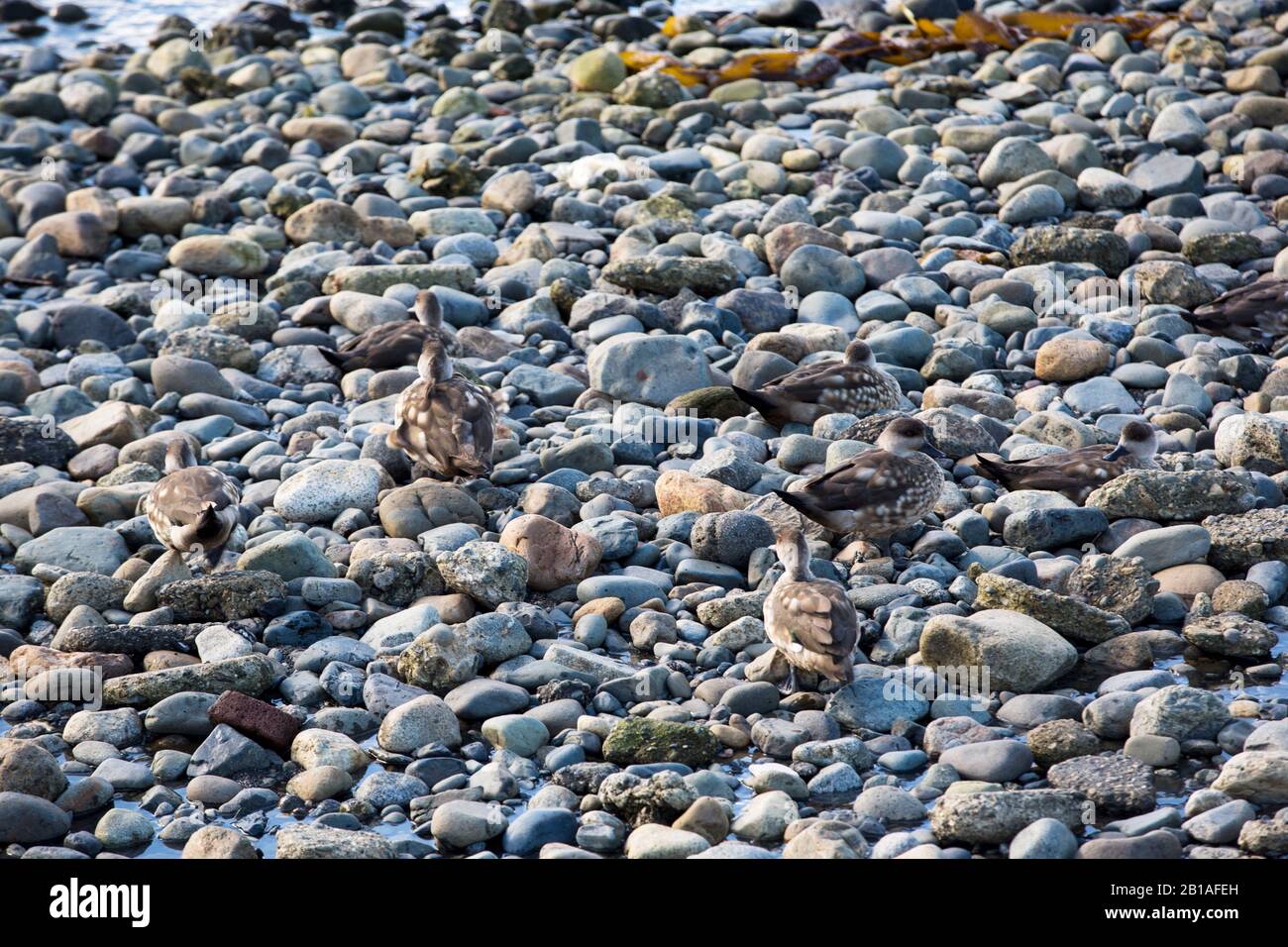 Crested Ducks on the beach in Punta Arenas, Chile Stock Photo - Alamy